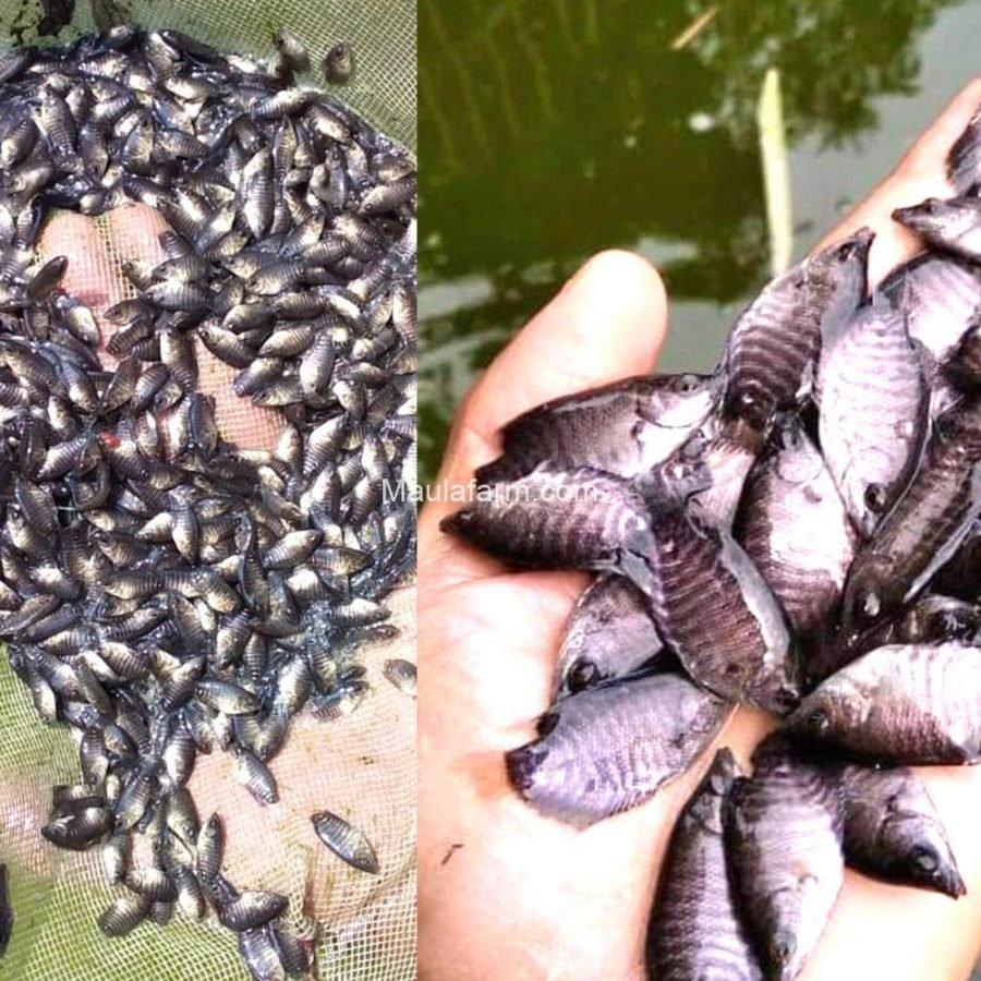 Bibit Gurami Murah Archives - MaulaFarm.com