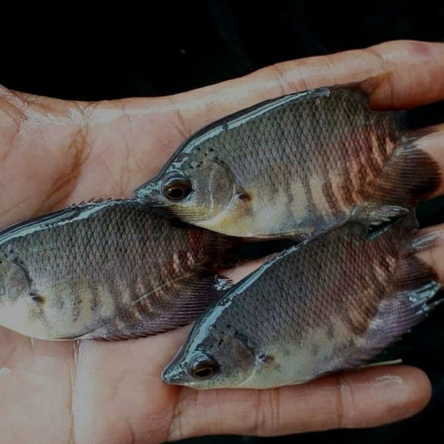 Jual Bibit Gurami Murah | Benih Gurame Soang - Garansi Hidup