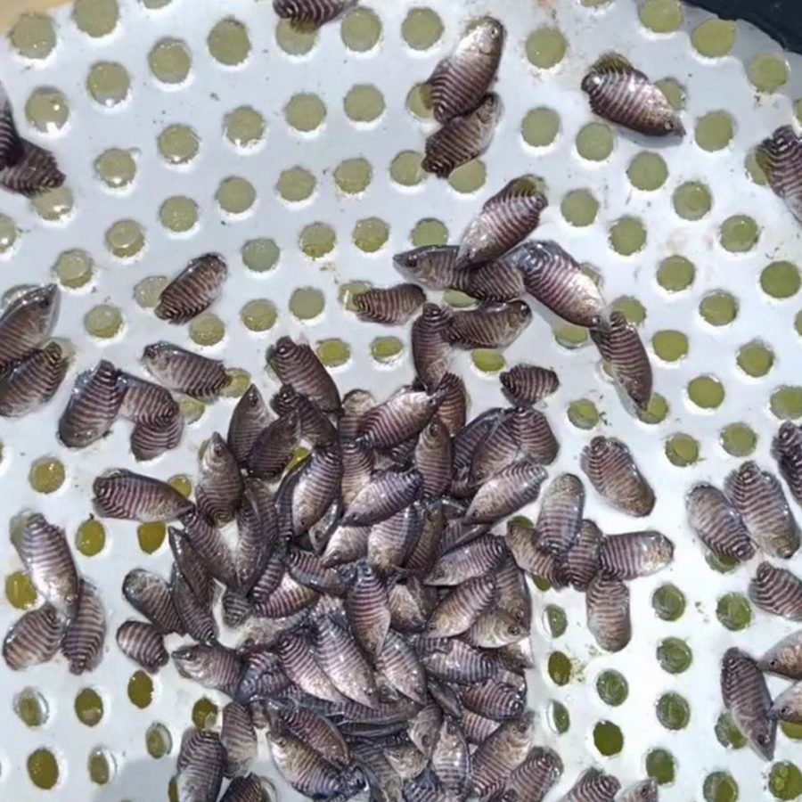 Jual Bibit Gurami Murah | Benih Gurame Soang - Garansi Hidup
