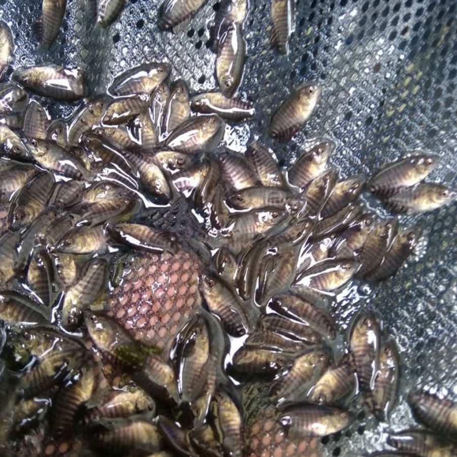 Jual Bibit Gurami Murah | Benih Gurame Soang - Garansi Hidup