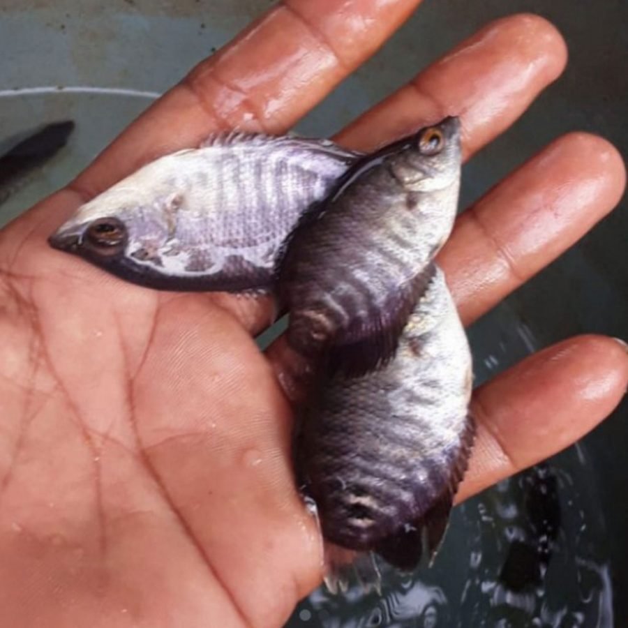 Jual Bibit Gurami Murah | Benih Gurame Soang - Garansi Hidup