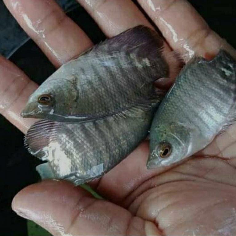 Jual Bibit Gurami Murah | Benih Gurame Soang - Garansi Hidup