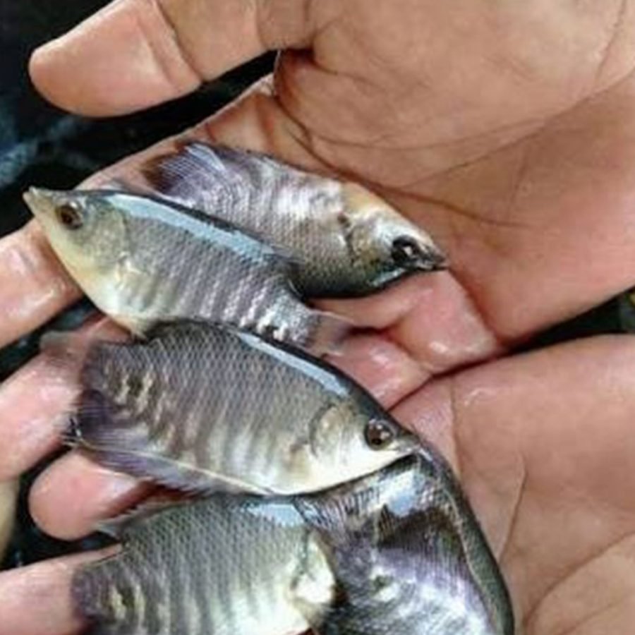 Jual Bibit Gurami Murah | Benih Gurame Soang - Garansi Hidup