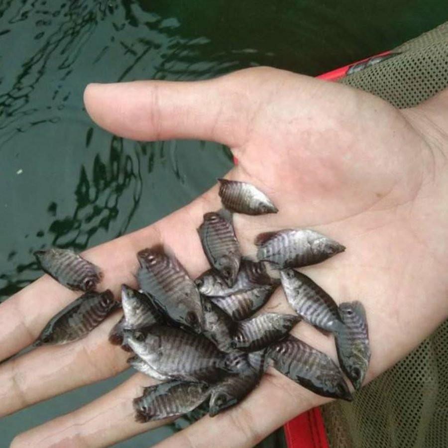 Jual Bibit Gurami Murah | Benih Gurame Soang - Garansi Hidup