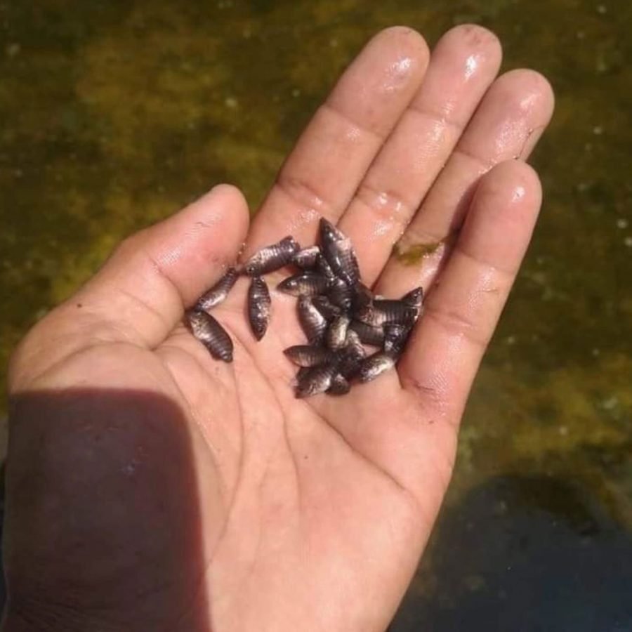 Jual Bibit Gurami Murah | Benih Gurame Soang - Garansi Hidup