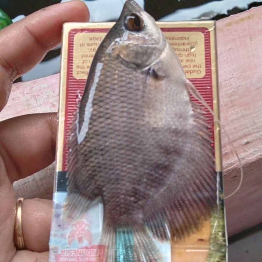 Jual Bibit Gurami Murah | Benih Gurame Soang - Garansi Hidup