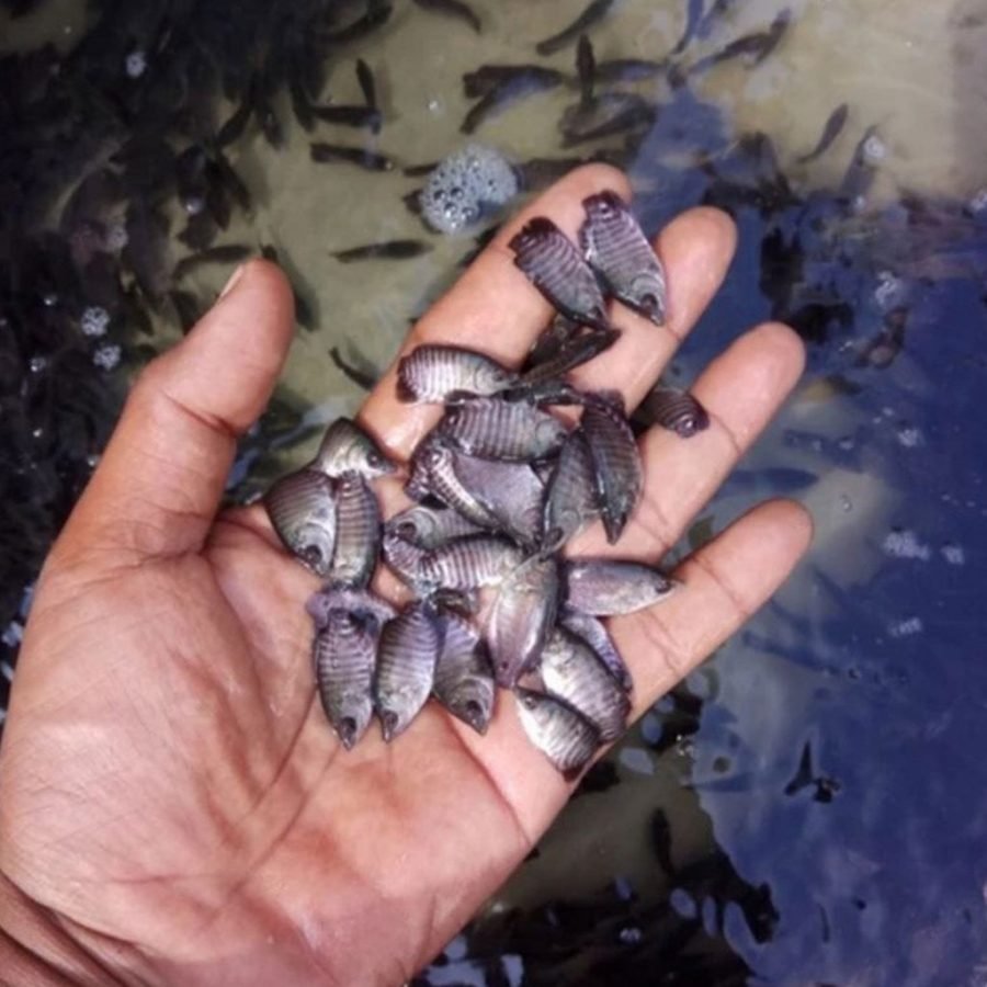 Jual Bibit Gurami Murah | Benih Gurame Soang - Garansi Hidup