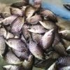 Jual Bibit Gurami Murah | Benih Gurame Soang - Garansi Hidup