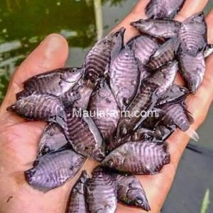 Jual Bibit Gurami Murah | Benih Gurame Soang - Garansi Hidup