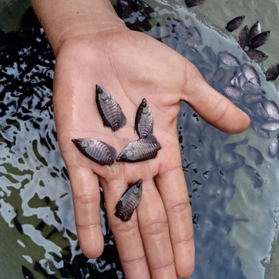 Jual Bibit Gurami Murah | Benih Gurame Soang - Garansi Hidup