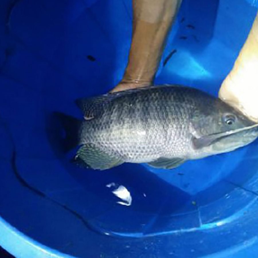 Jual Bibit Ikan Nila, Jual Benih Nila, Kekar, Nirwana, Gesit - Murah Unggul