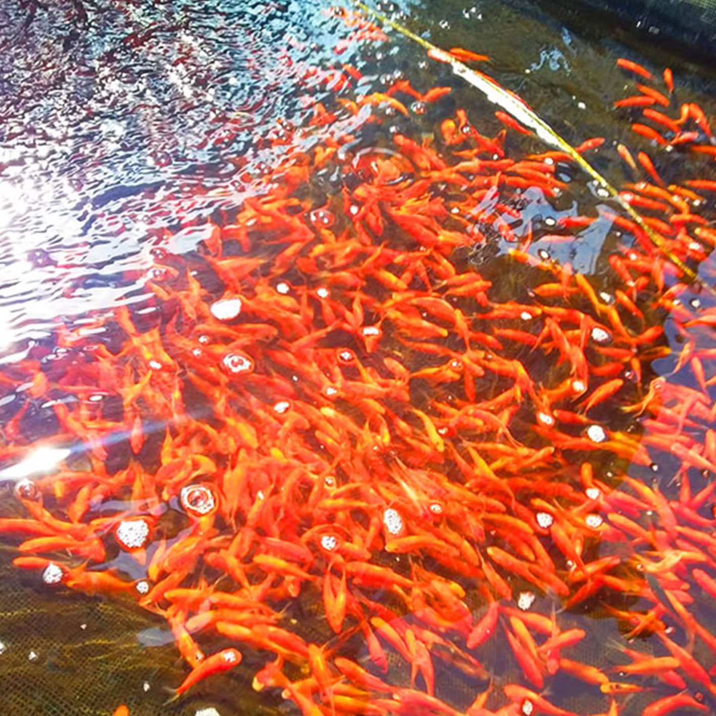 Jual Bibit Ikan Nila, Jual Benih Nila, Kekar, Nirwana, Gesit - Murah Unggul