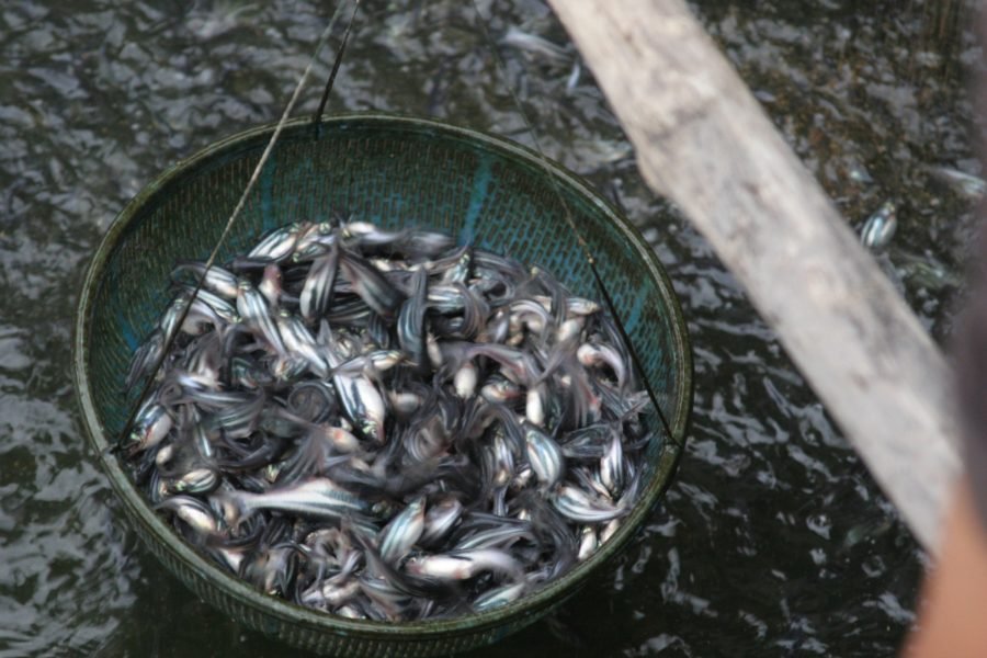 Budidaya Ikan Patin Cepat Panen dan Menguntungkan - MaulaFarm.com