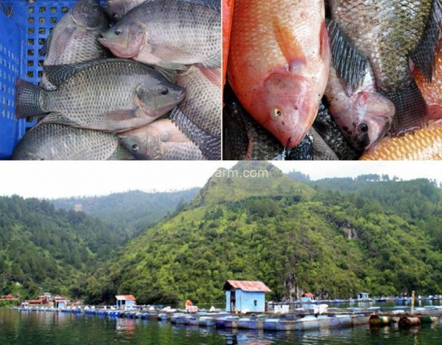 Panduan Budidaya Ikan Nila - Sistem Keramba Jaring Apung - MaulaFarm.com