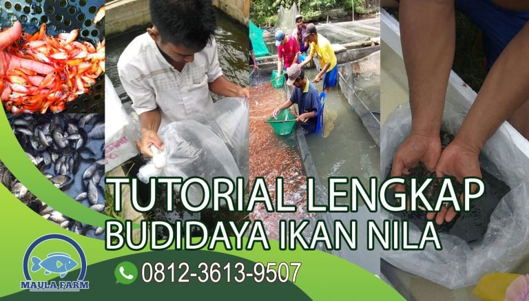 Tutorial Lengkap Cara Budidaya Ikan Nila - MaulaFarm.com